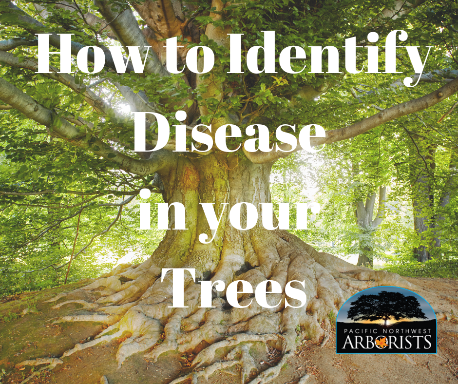 How To Identify Tree Diseases Pacific Northwest Arborist