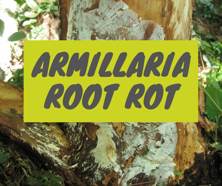 Armillaria Root Rot Disease - Pacific Northwest Arborist