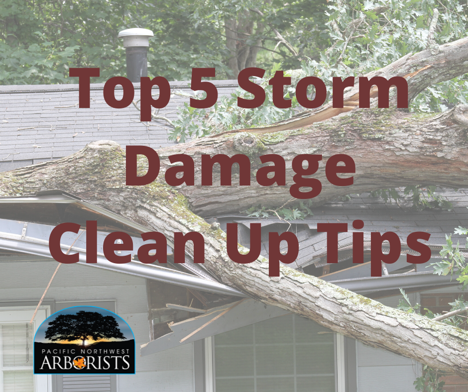 Top 5 Storm Damage Tree Clean Up Tips - Pacific Northwest Arborist