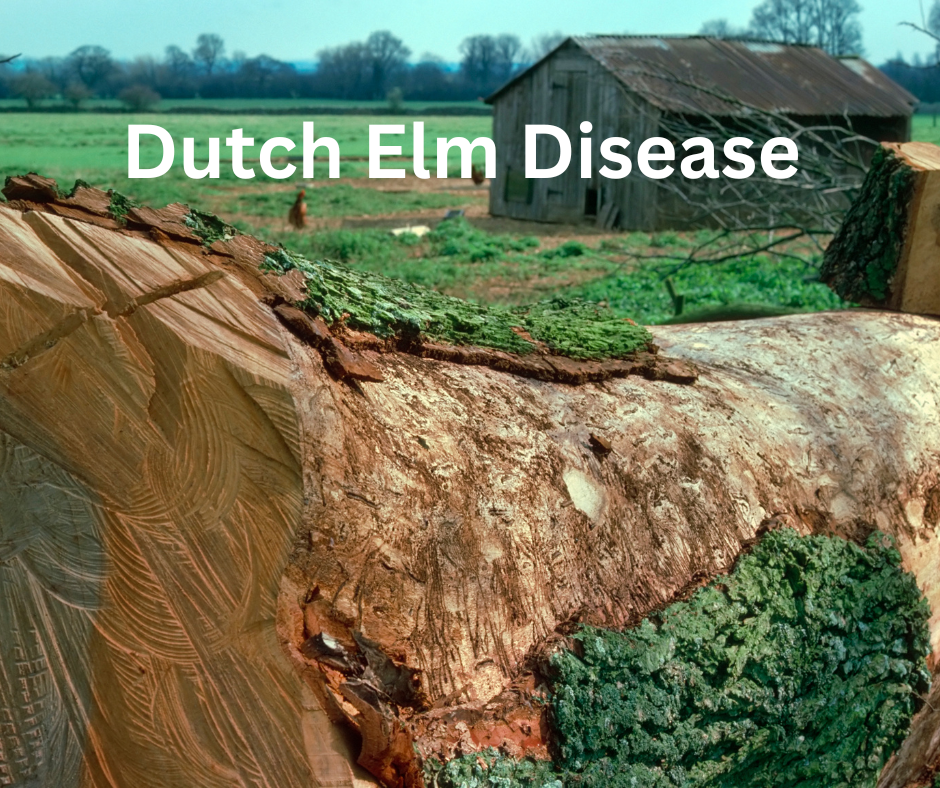 Dutch Elm Disease, Most Common To Portland - Pacific Northwest Arborist